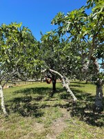 Quarto quádruplo, vista para o jardim | Vista do quarto