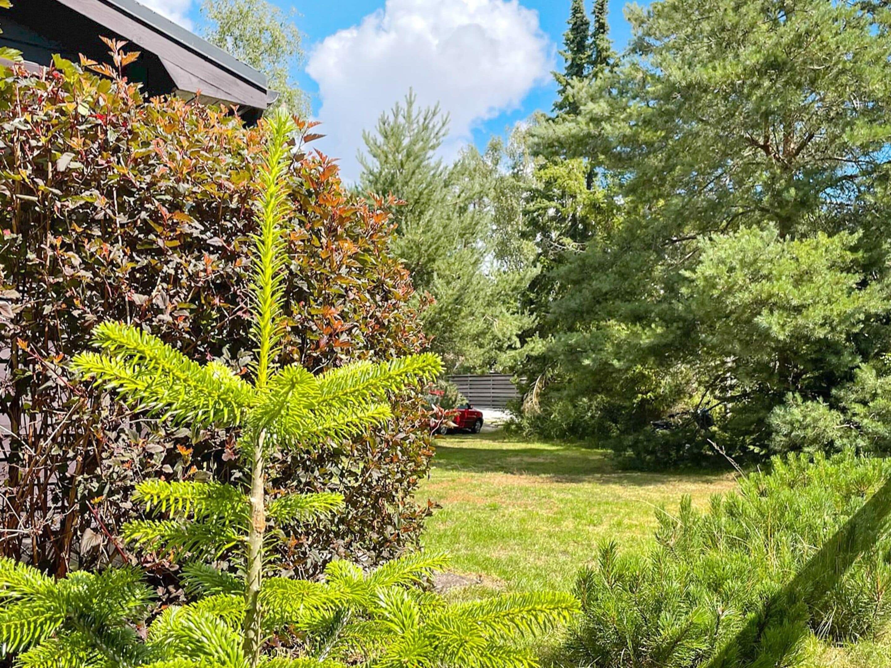 Jardim com diversas plantas e um carro vermelho estacionado ao fundo.