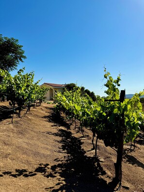 Quarto Duplo, vista para a colina | Vista para as vinhas