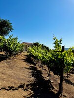 Quarto Duplo, vista para a colina | Vista para as vinhas