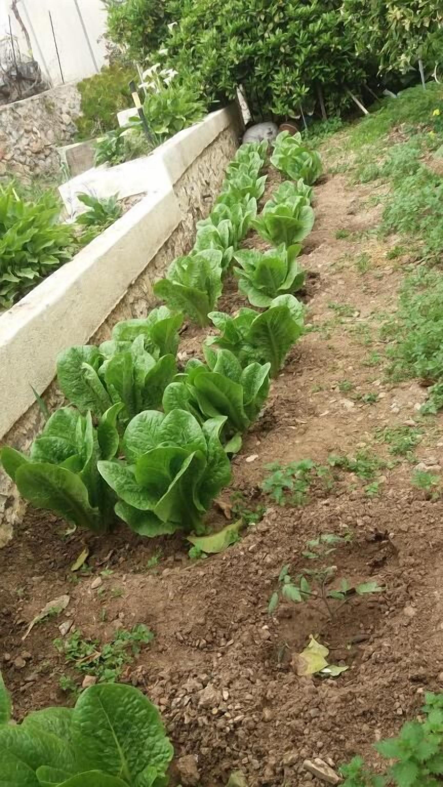Um jardim com fileiras de vegetais folhosos, um muro de pedra e uma cerca de madeira.