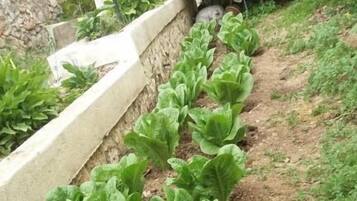 Um jardim com fileiras de vegetais folhosos, um muro de pedra e uma cerca de madeira.
