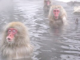 Um grupo de macacos em um corpo d'água, provavelmente uma nascente termal, com terreno rochoso ao fundo.
