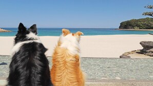 Dois cães observam uma praia com céu limpo.