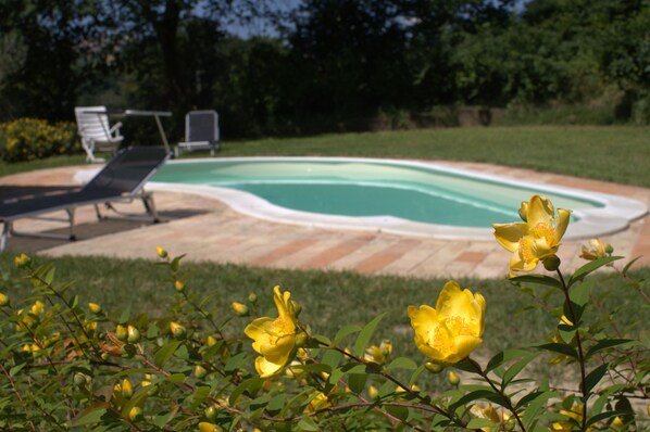 Piscina com espreguiçadeiras e um espaço gramado com flores amarelas.