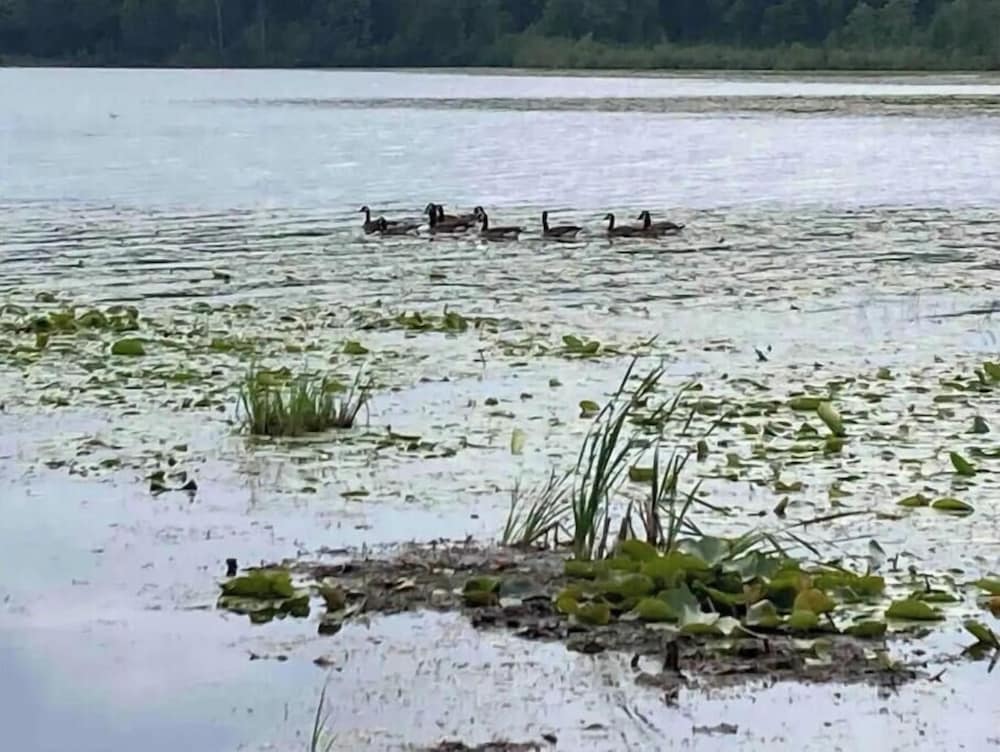 Serene And Private - Gull Lake, WI
