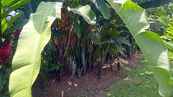 Terraço/pátio interior