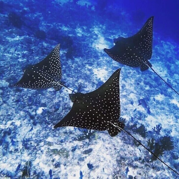 Morus Bliss - Divers' Preferred Hotel - Maldives