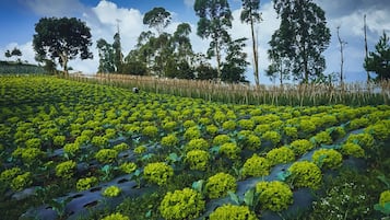 Vista para o jardim