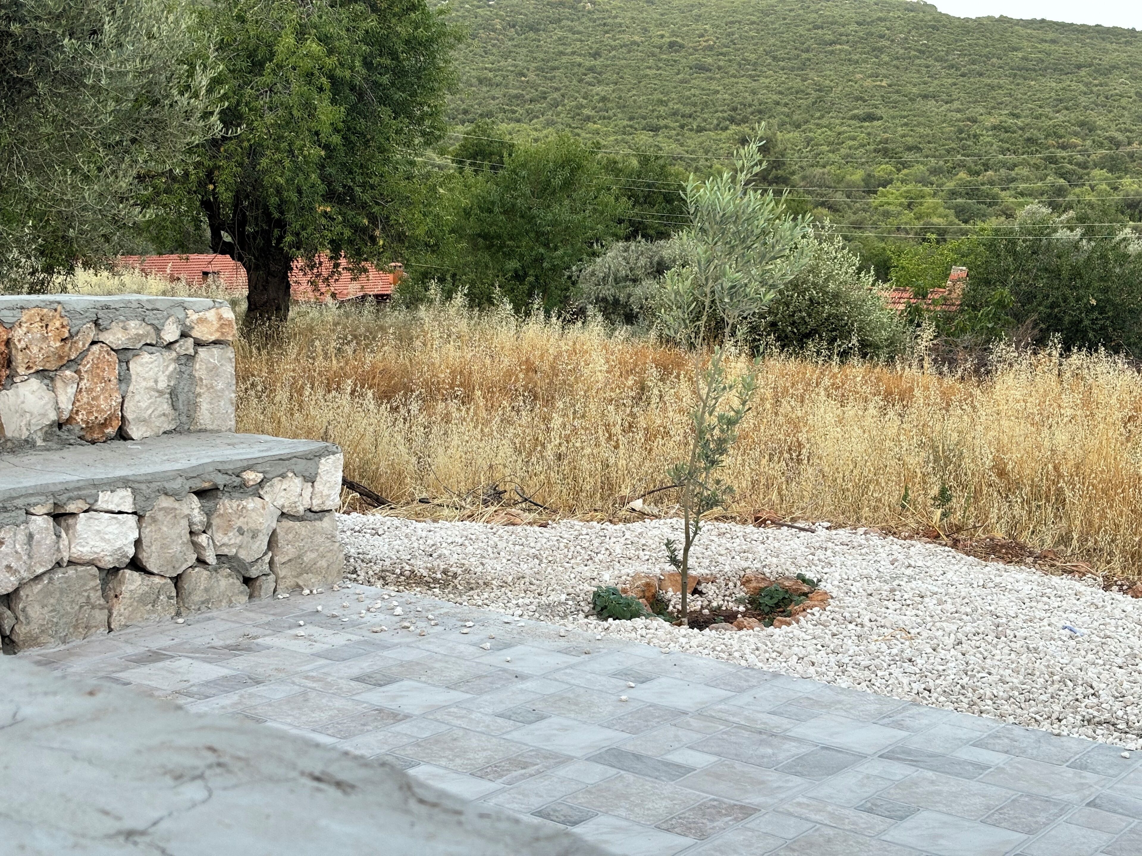 Um banco de pedra com vista para uma encosta, uma árvore pequena e grama seca.