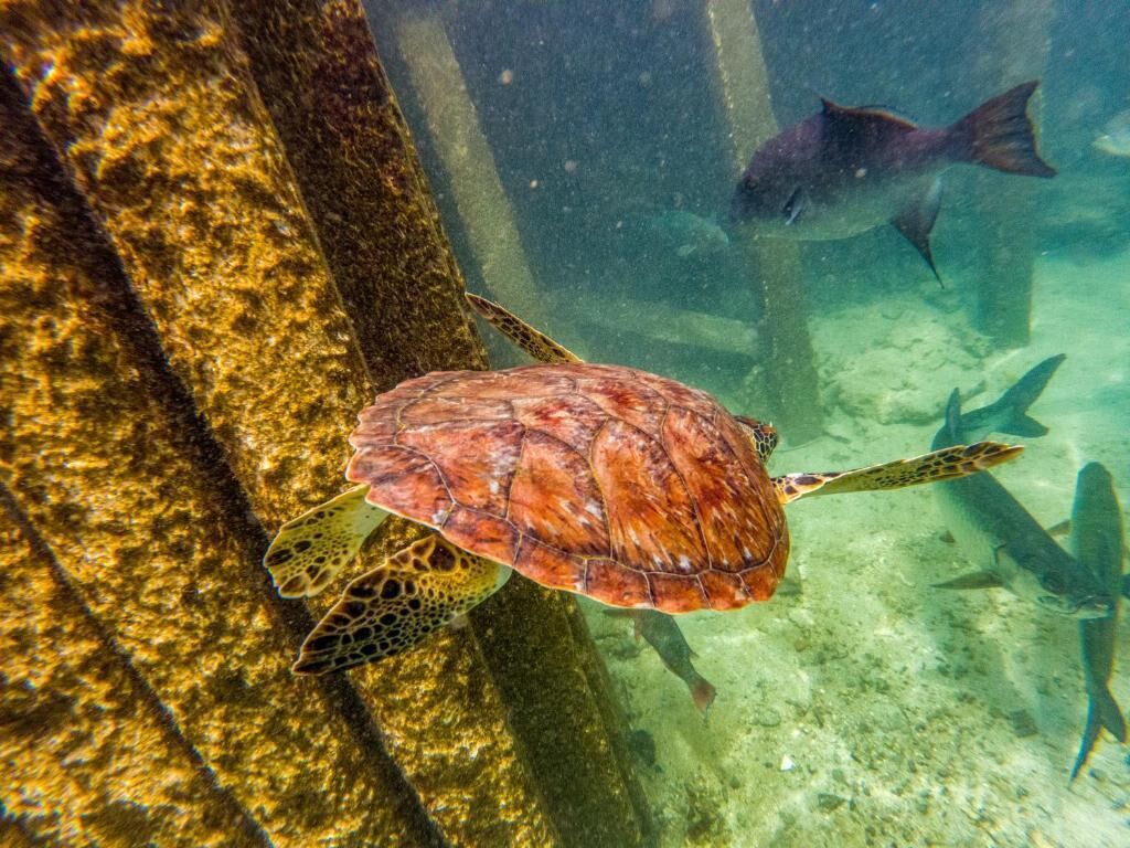 Uma tartaruga nada perto de uma estrutura submersa.
