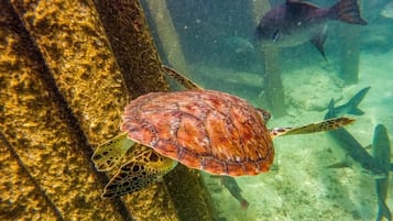 Uma tartaruga nada perto de uma estrutura submersa.