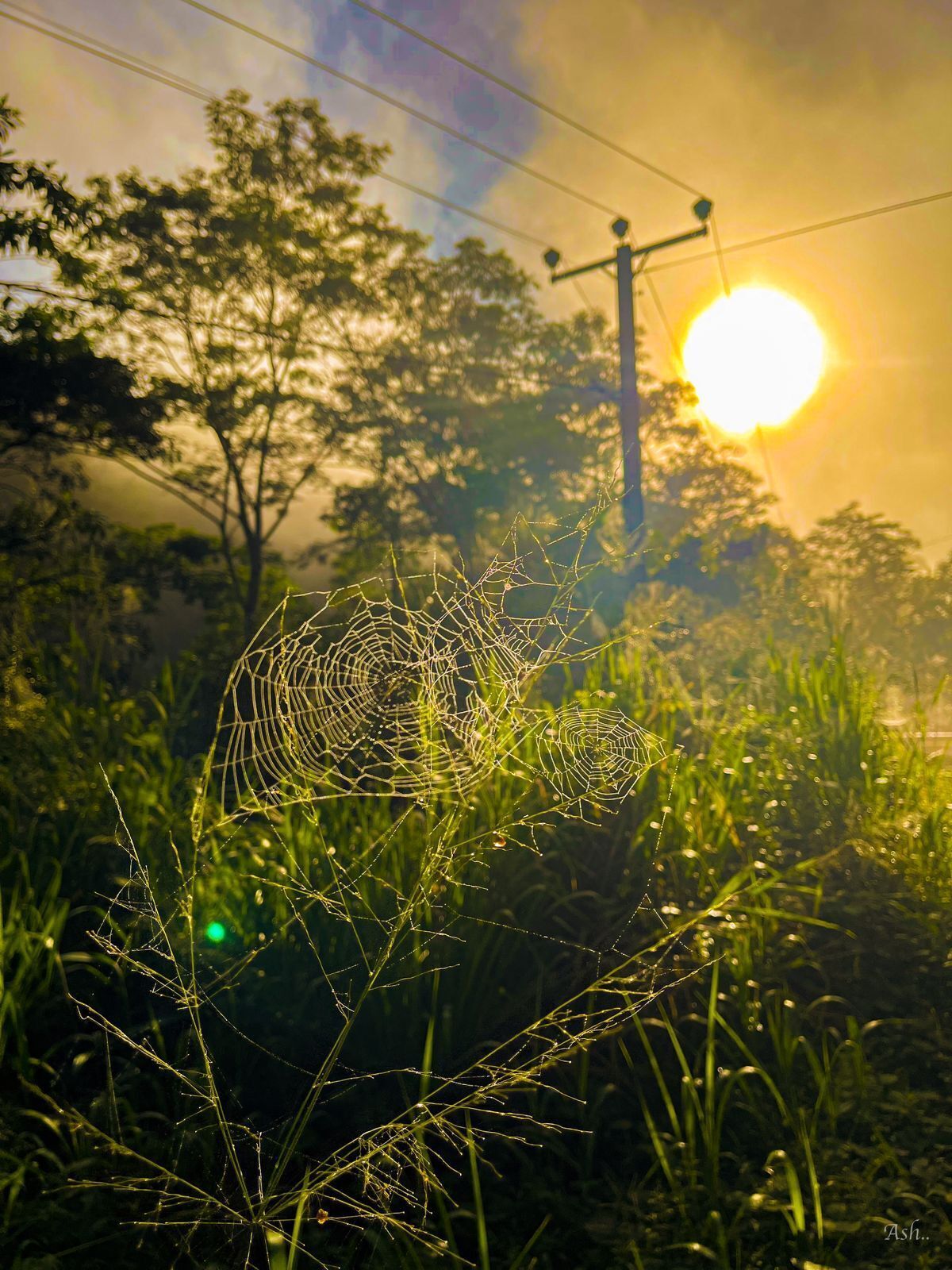 Uma teia de aranha em primeiro plano, com um pôr do sol ao fundo.