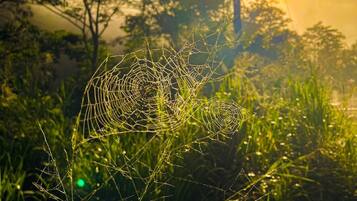 Uma teia de aranha em primeiro plano, com um pôr do sol ao fundo.