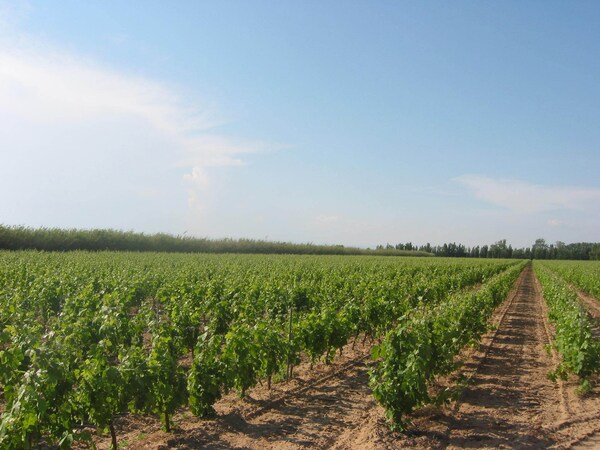 ドメイン ラ ヨレ ワイン リゾート - ラングドック・ルシヨン