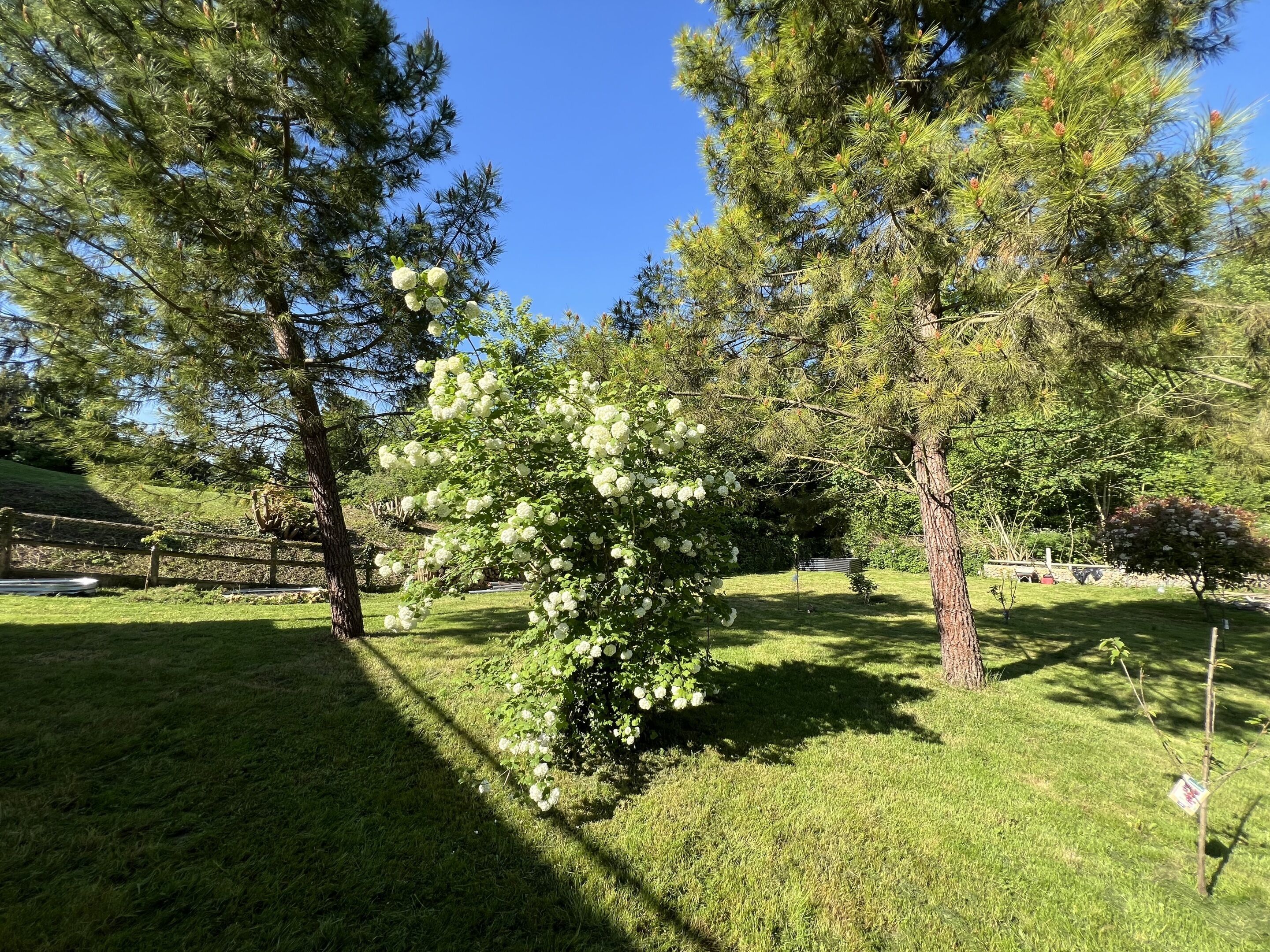 Um jardim bem cuidado com diversas árvores, incluindo uma árvore florida em destaque no primeiro plano.