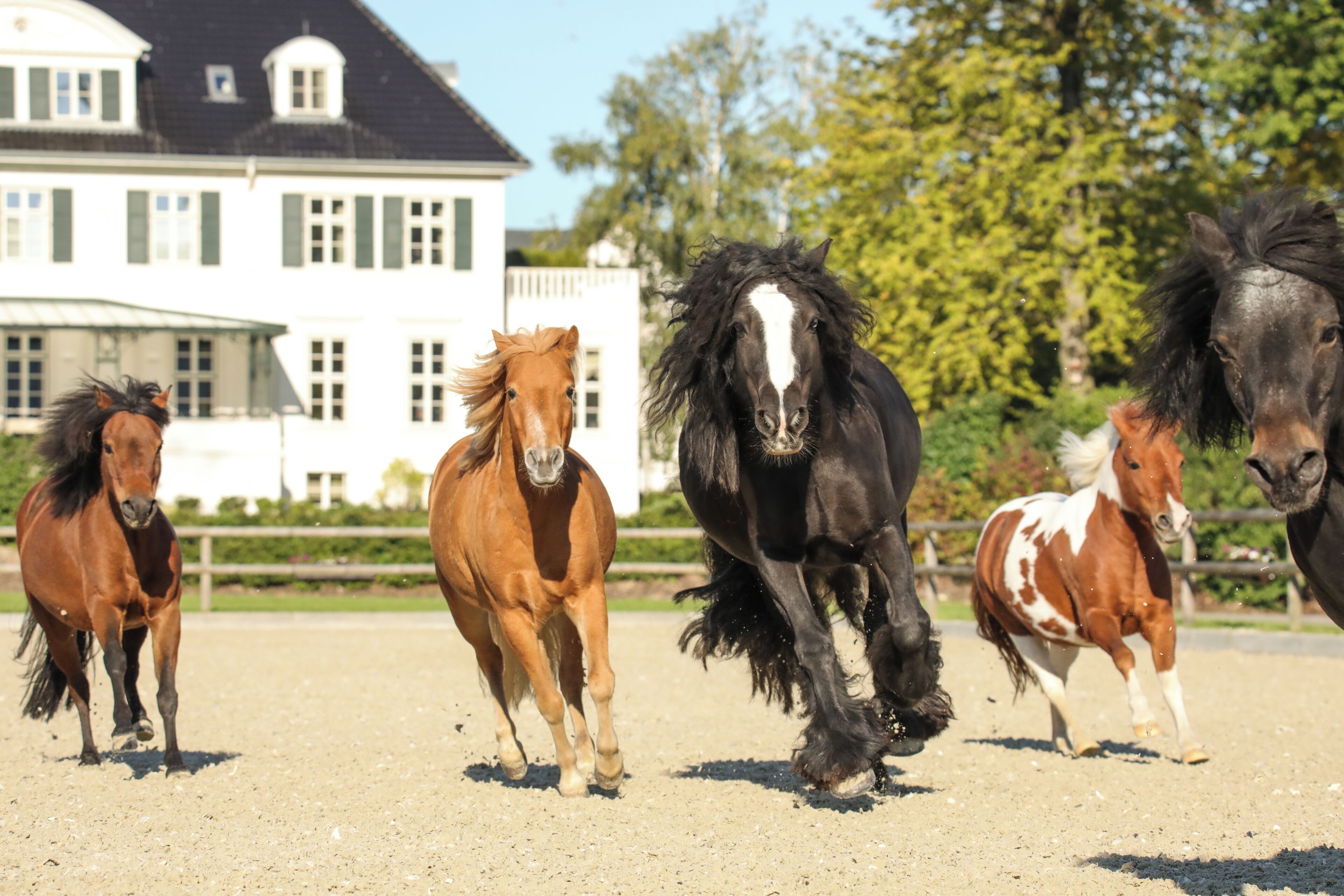 Um grupo de cavalos correndo por uma trilha de terra, com um grande edifício branco ao fundo.