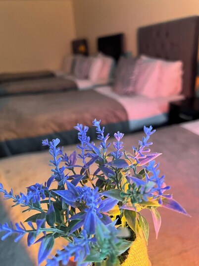 Luxury Holiday Apartments