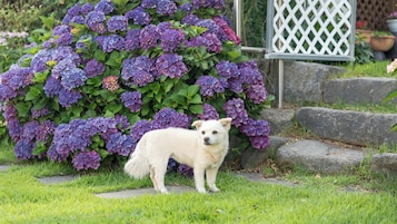 Um cão branco em frente a um arbusto de hortênsias roxas.
