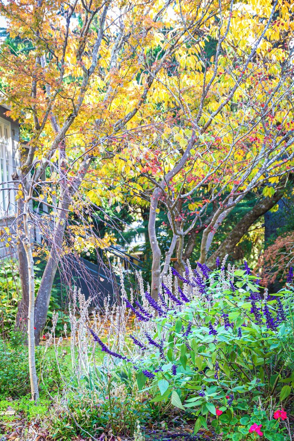 Stylish Cabin For Two In Leura, Blue Mountains Nsw - Katoomba