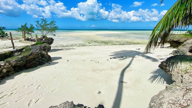 Uma praia com céu azul límpido, areal arenoso e palmeiras.