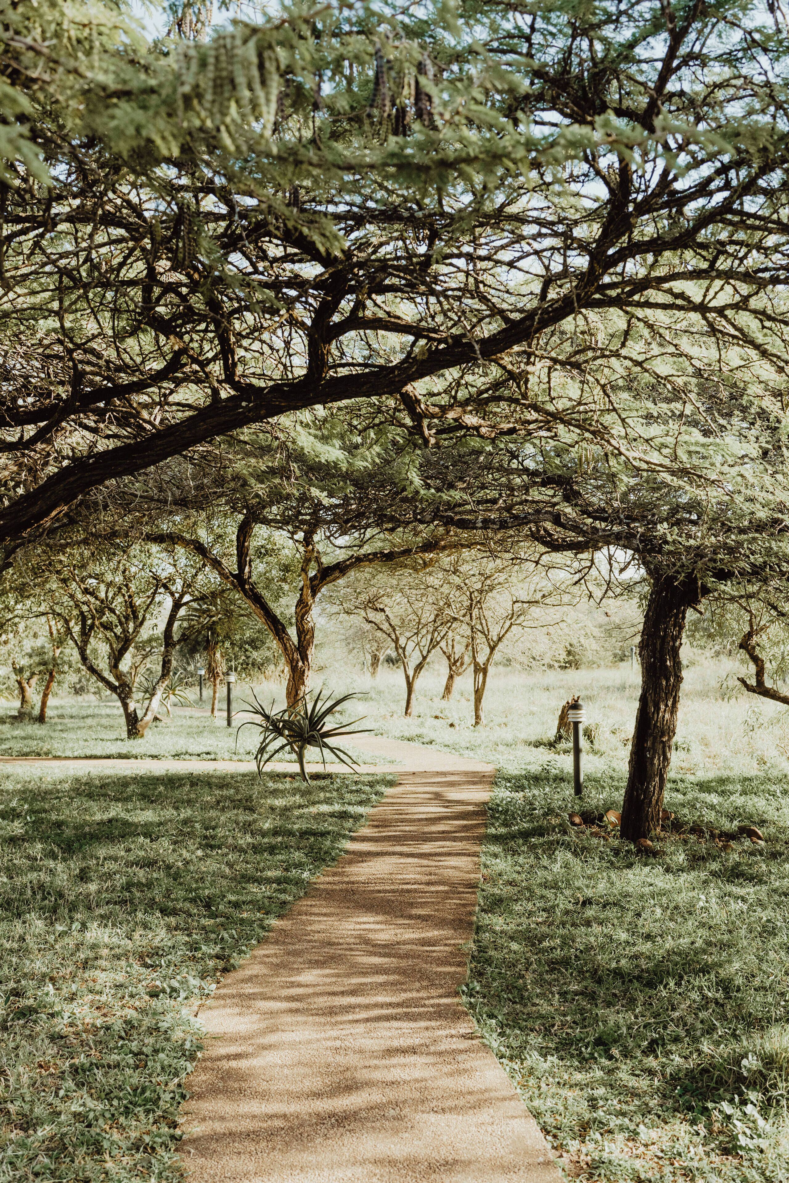 Uma trilha pavimentada em um parque com árvores e grama.