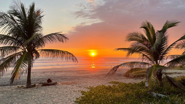 Uma praia com palmeiras e um pôr do sol.
