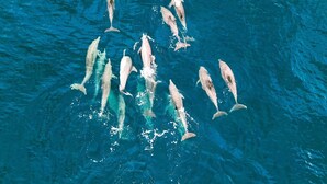 Um grupo de golfinhos nadando em águas azuis e cristalinas.