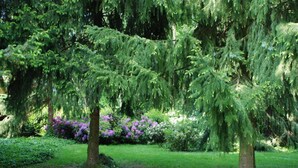 Um jardim com árvores e arbustos floridos.