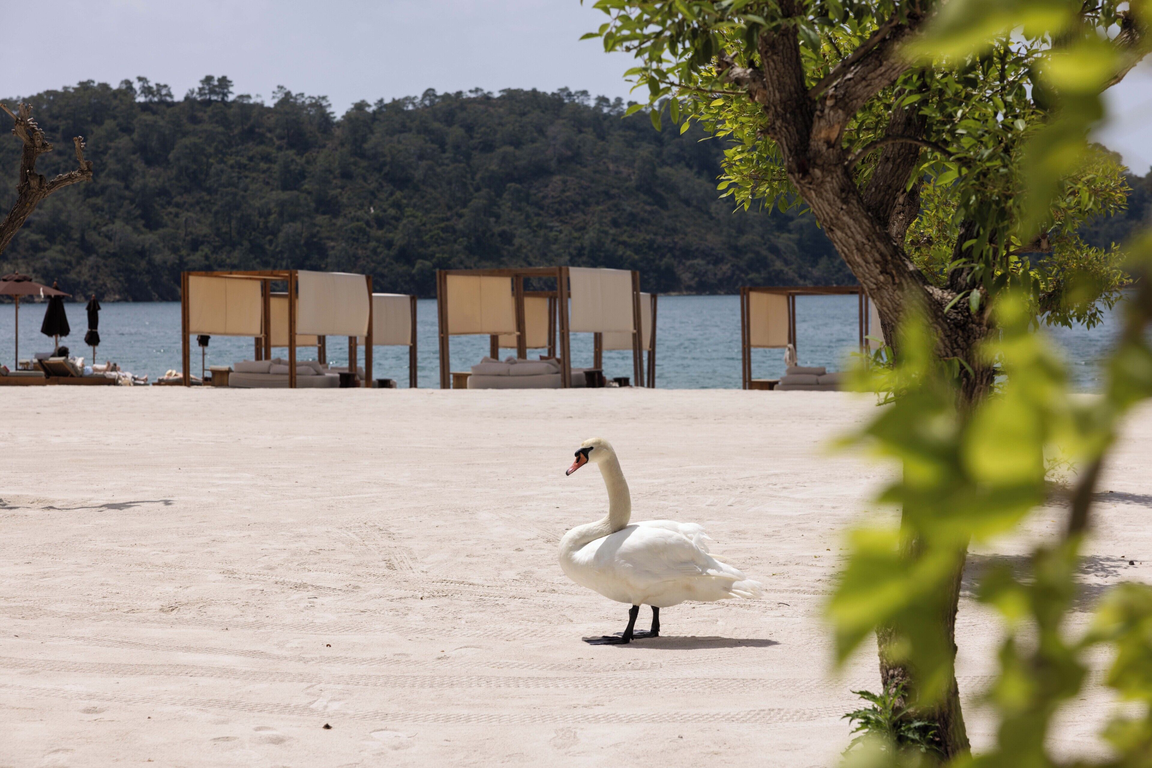 Um cisne caminhando em uma praia arenosa, com cadeiras de praia e vista para uma colina arborizada ao fundo.