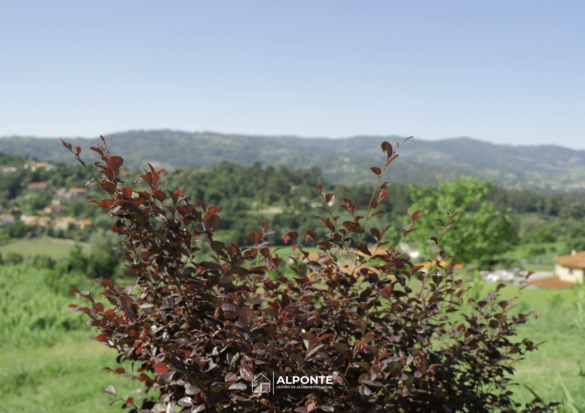 Paisagem verde exuberante, com um pequeno arbusto em primeiro plano e uma vista distante de uma cidade e colinas.