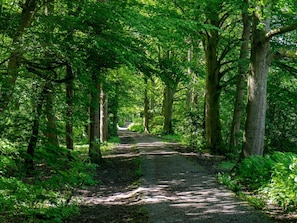 Uma trilha na floresta cercada por árvores altas.
