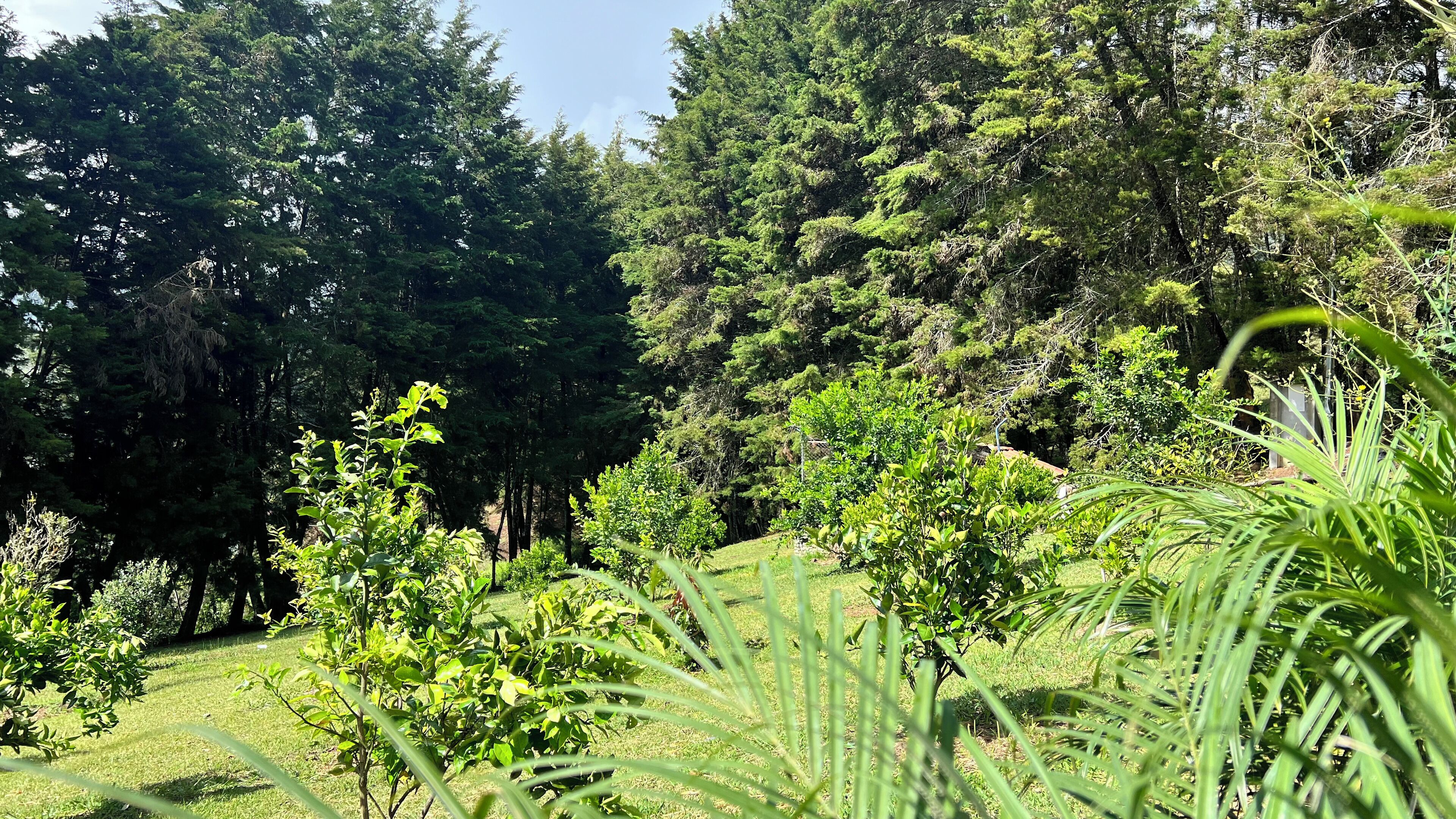 Uma paisagem verdejante e exuberante, com árvores densas e uma área gramada.