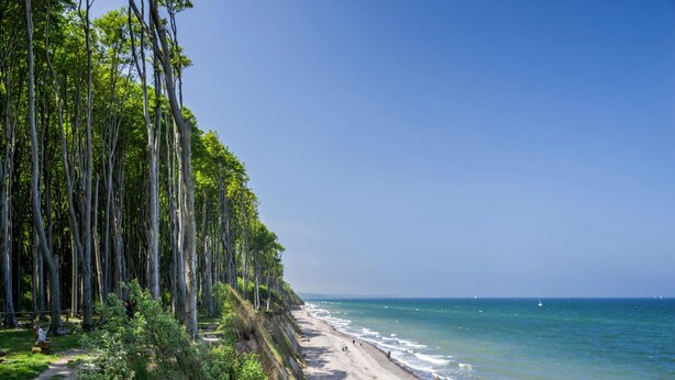 Uma praia com uma trilha de terra e árvores altas de um lado, e o oceano do outro.