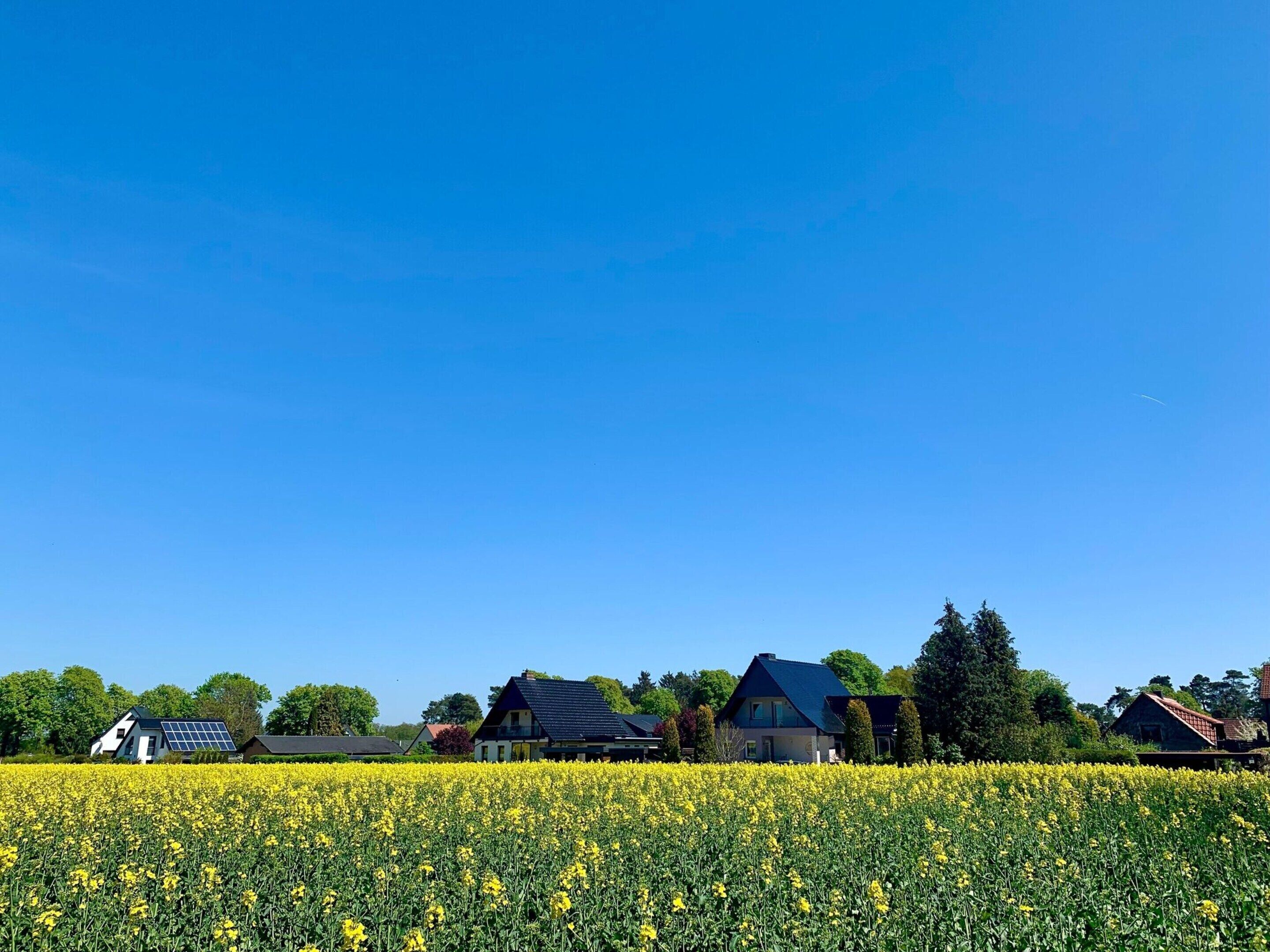 Paisagem rural com um campo de flores amarelas e casas ao fundo.