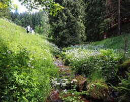 Uma encosta verde e exuberante com um pequeno riacho serpenteando por ela, cercada por árvores densas e flores silvestres.
