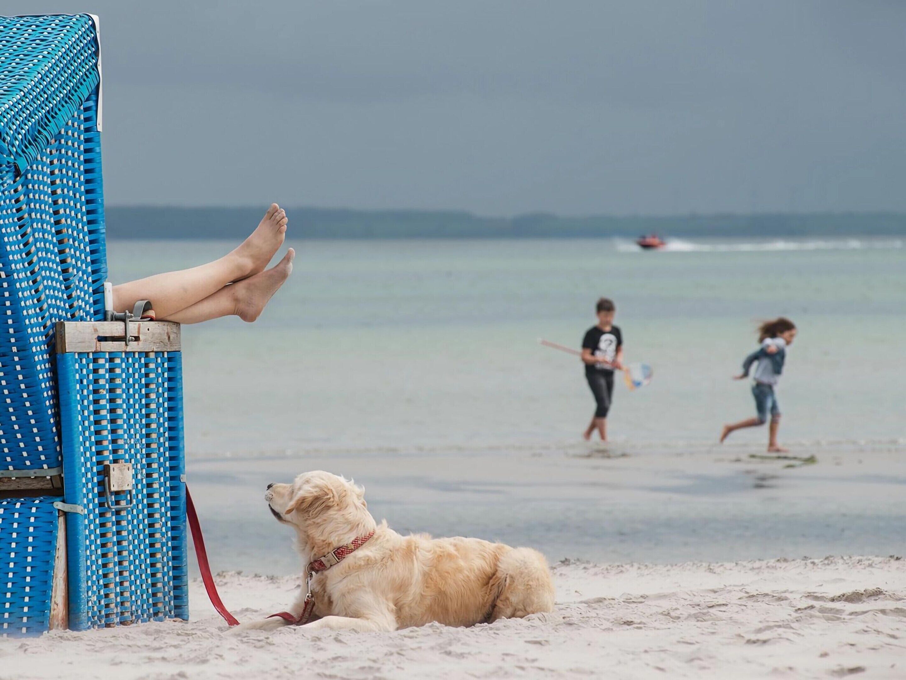 Cena de praia com um cão deitado na areia perto de uma cadeira de praia azul.