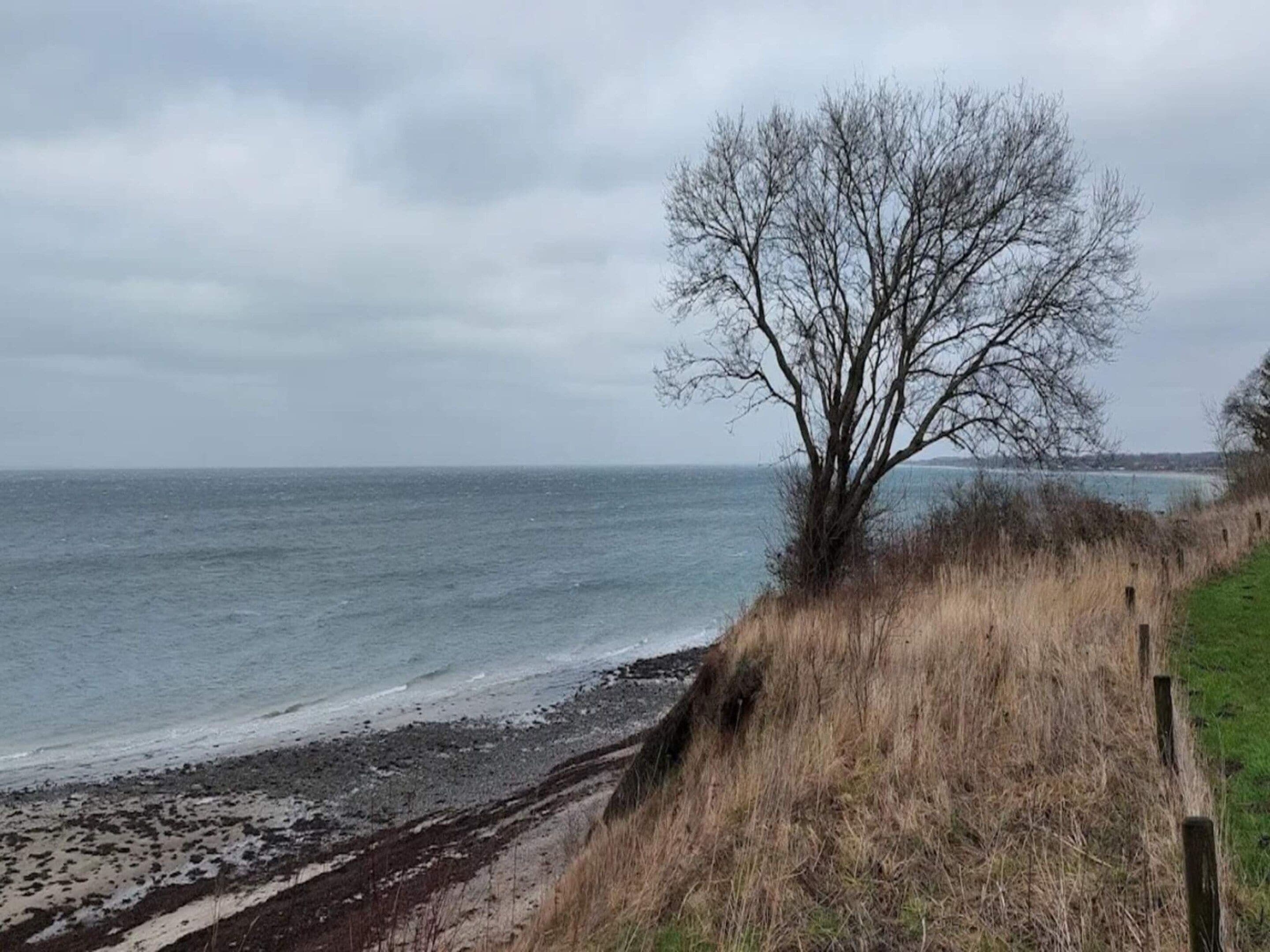 Paisagem costeira com uma árvore seca, uma área gramada e uma praia que se estende até o mar.