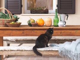 Um banco de madeira com um gato preto sentado, uma cesta de vime, uma tigela de maçãs e uma variedade de abóboras e cabaças em uma mesa de madeira.