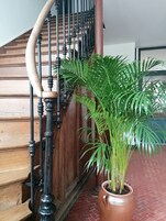Uma escadaria com degraus de madeira e balaústres pretos, um vaso com folhagem verde longa e piso de tijolos.