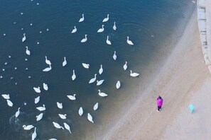 Uma praia com uma pessoa caminhando pela costa, cercada por inúmeras aves brancas.