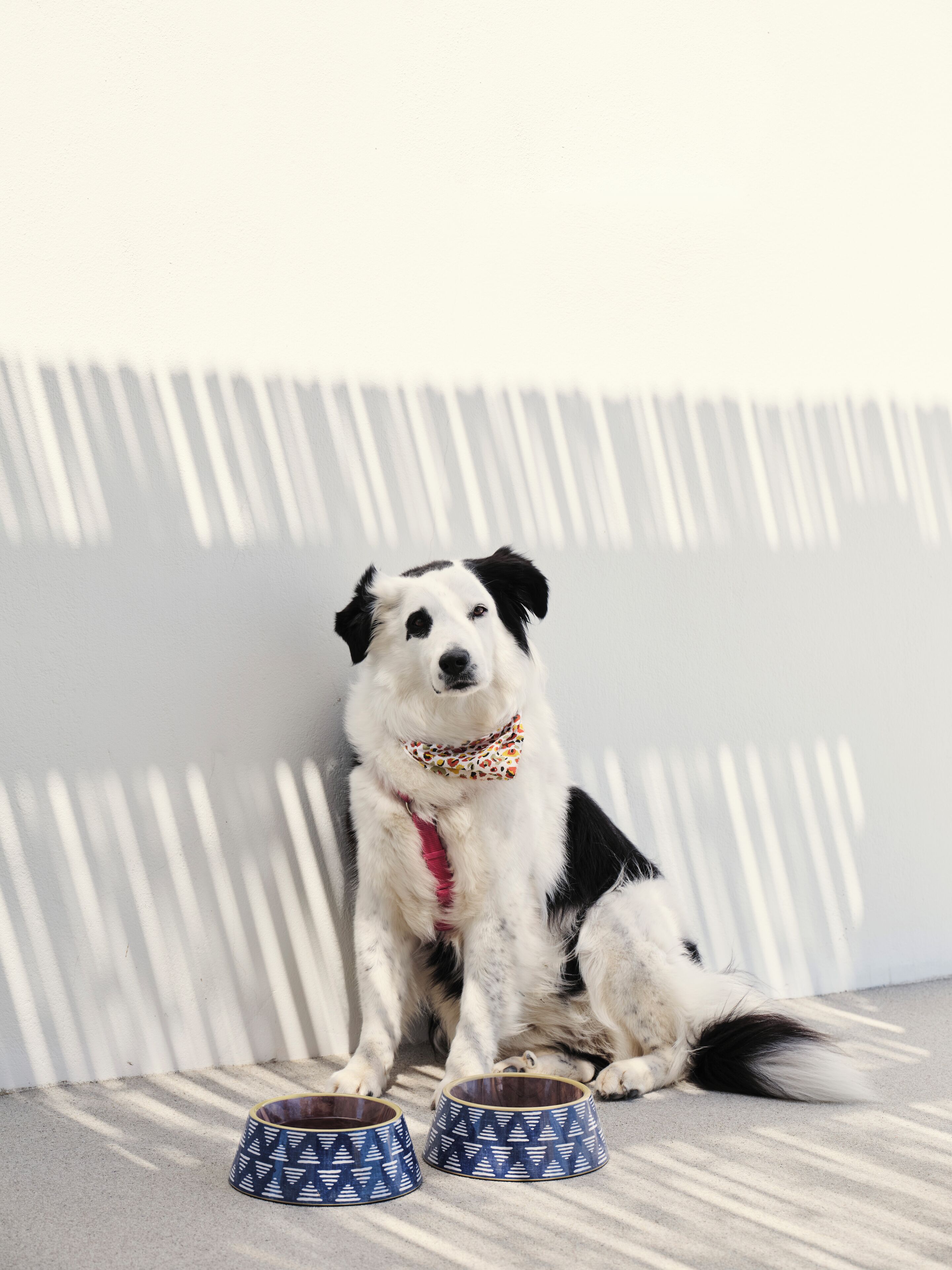 Um cão sentado ao lado de duas tigelas estampadas sobre um chão de concreto em frente a uma parede branca.