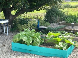 Um jardim com canteiros elevados contendo vegetais folhosos, uma estátua de pavão e uma mesa sob uma árvore.