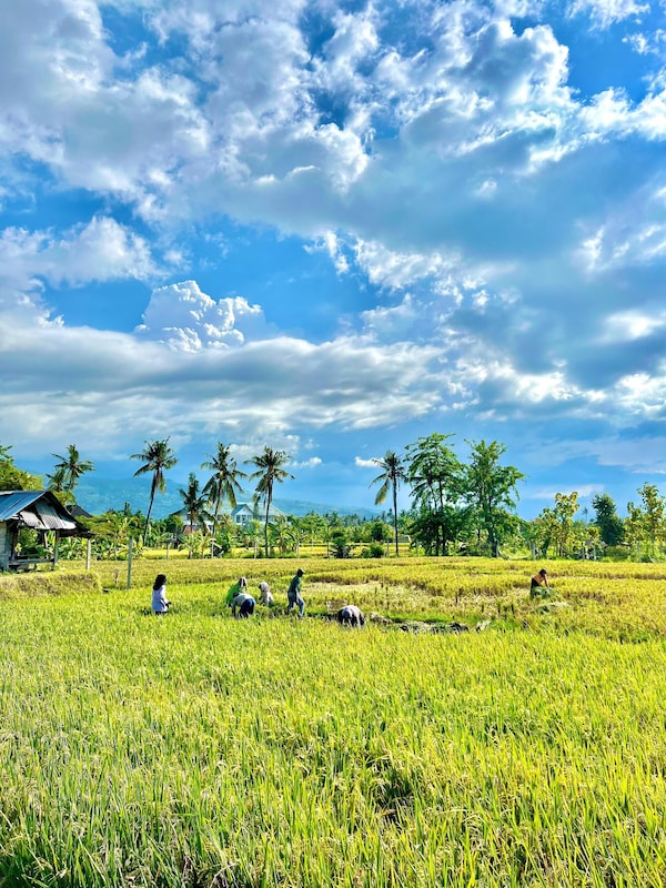 Rumi Bumi Lovina - Bali