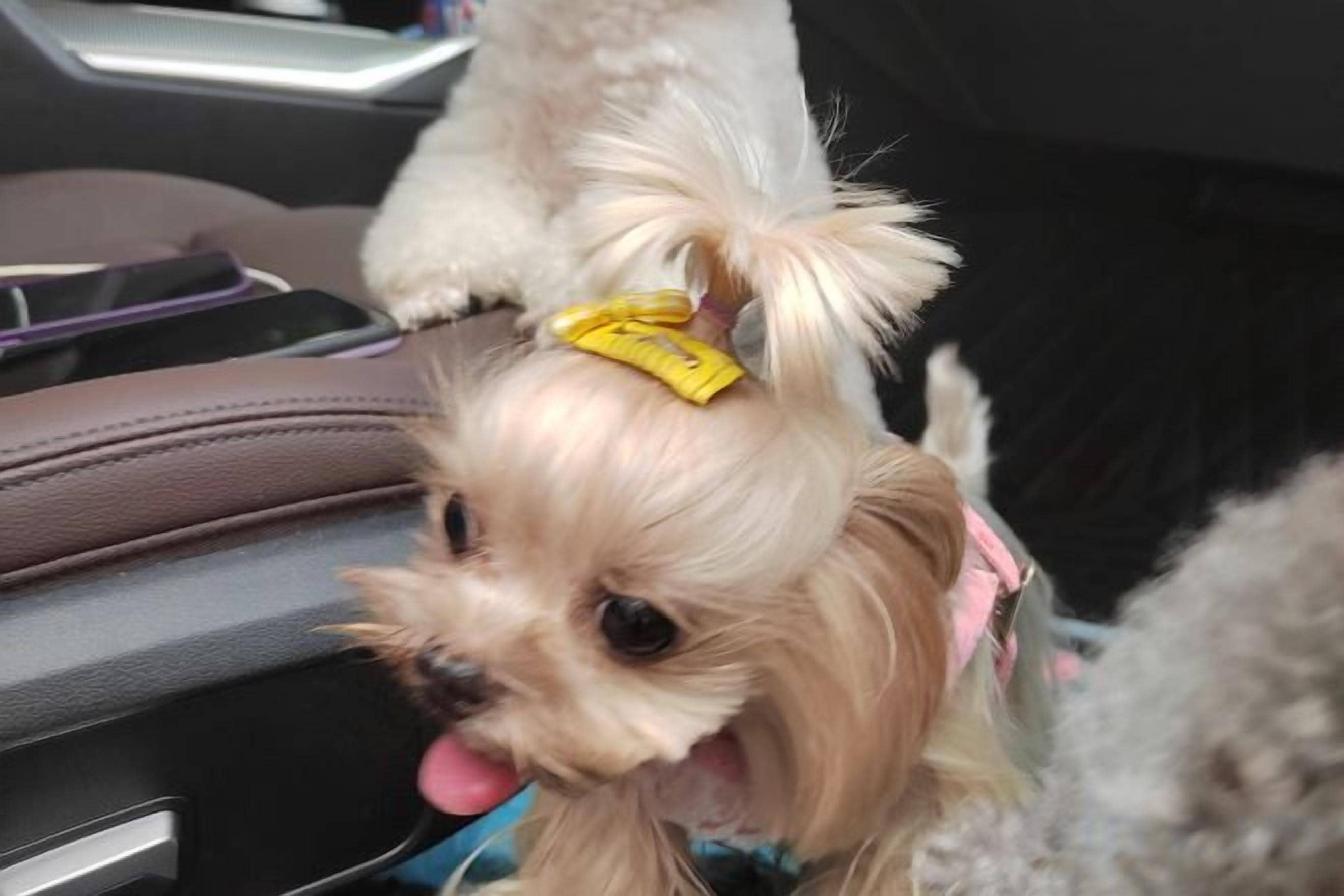 Um pequeno cão com um laço amarelo na cabeça sentado em um carro.