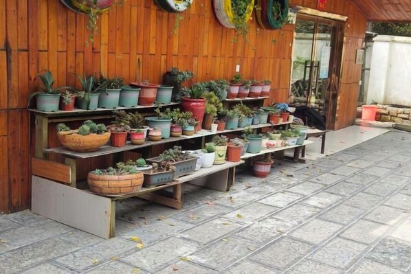 Parede de madeira com várias prateleiras exibindo diversos vasos de plantas.