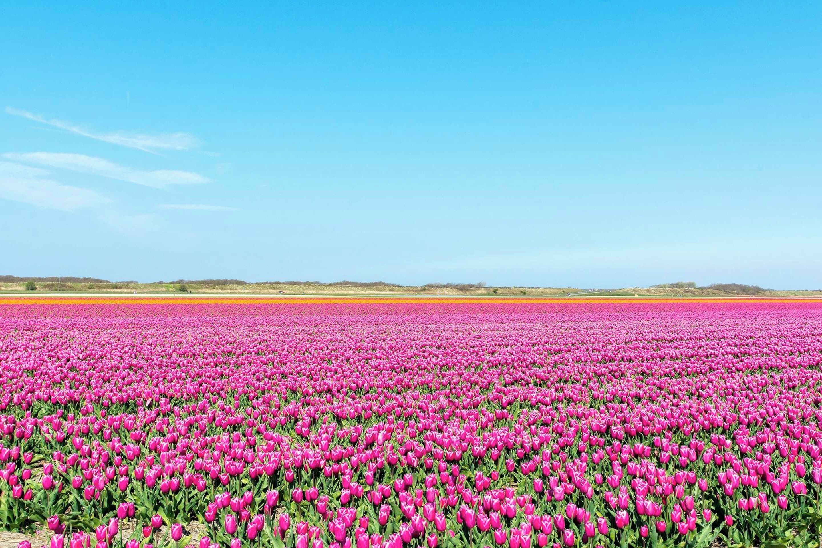 Um extenso campo de tulipas cor-de-rosa sob um céu azul límpido.