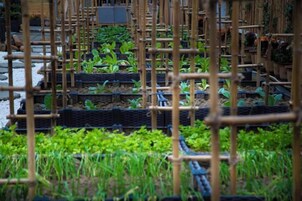 Uma estufa com plantas dispostas em fileiras, sustentadas por estruturas de madeira.