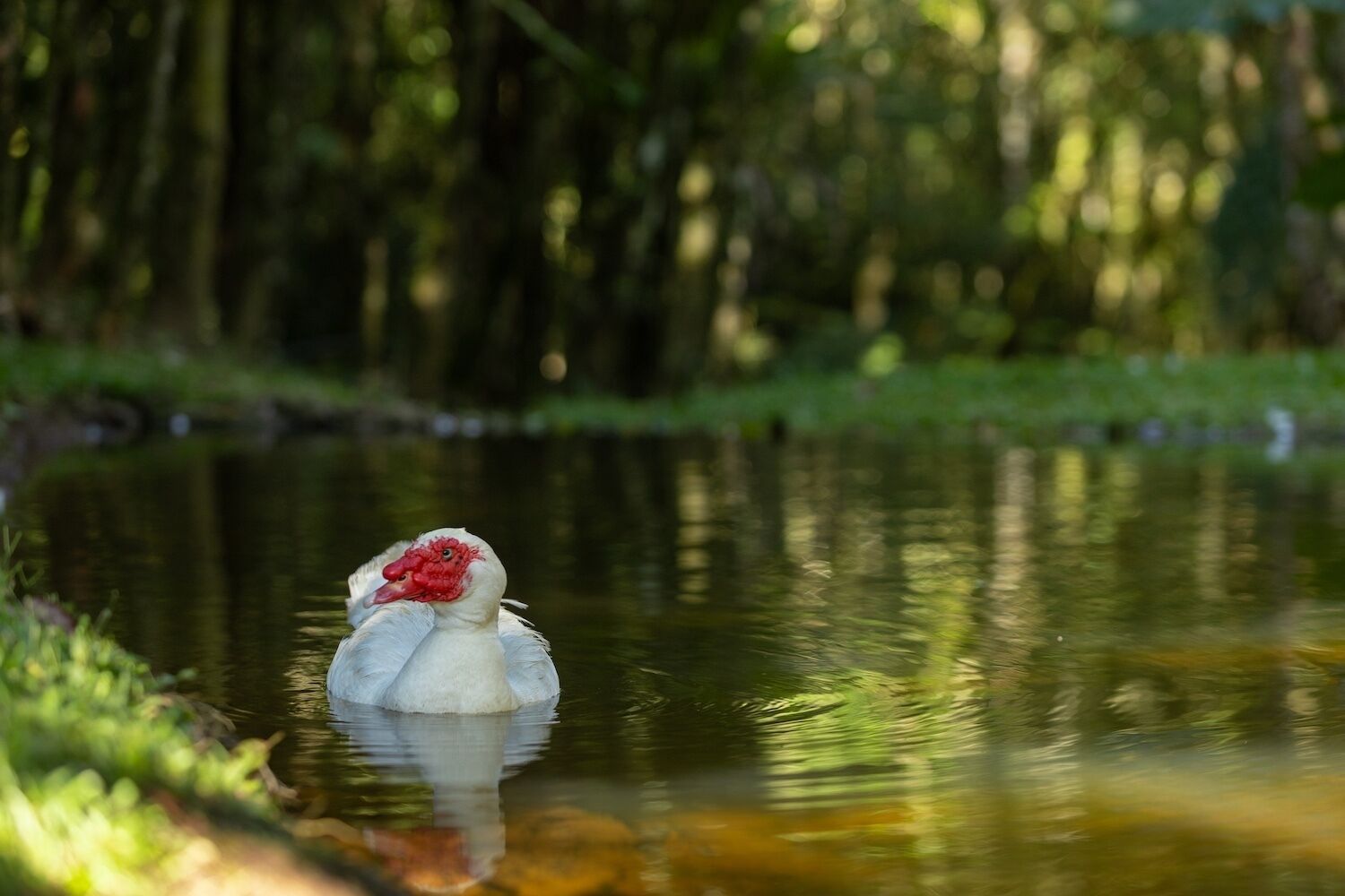 Um pato branco de cabeça vermelha nada em águas calmas, rodeado por vegetação.