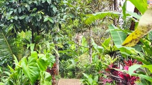 Um caminho de tijolos serpenteia por um jardim exuberante, repleto de plantas tropicais.